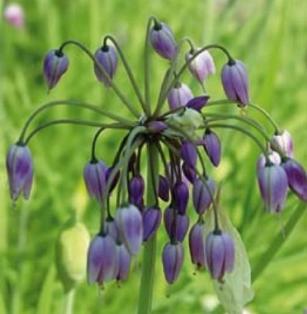 allium macranthum