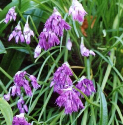 allium cyathophorum var. farreri