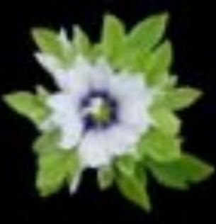 anemone nemorosa 'Bracteata Pleniflora'