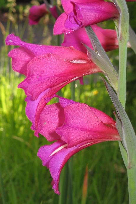gladiolus communis byzantinus