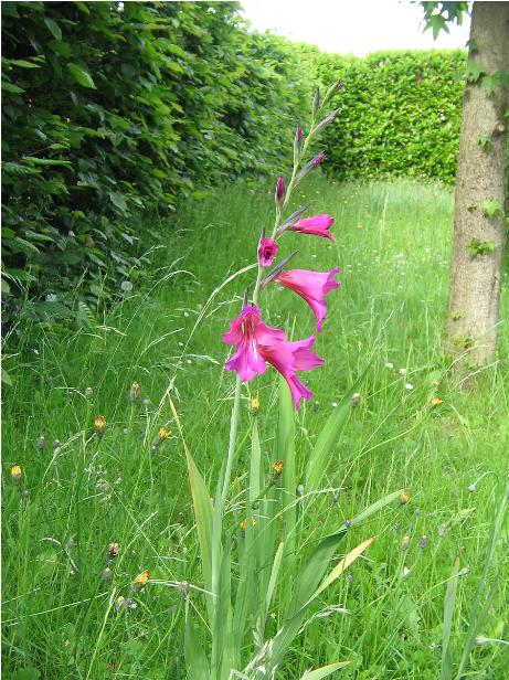 gladiolus communis byzantinus