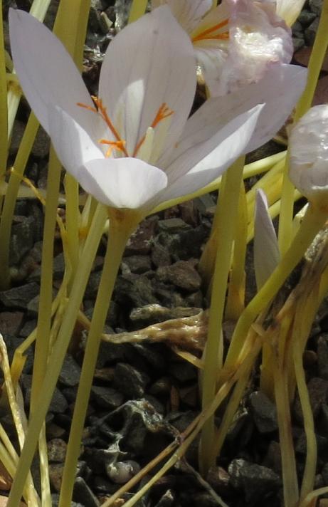 Crocus pulchellus 'Zephyr' - autumn