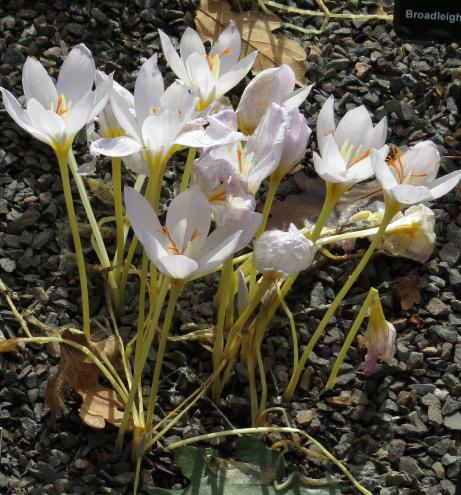 Crocus pulchellus 'Zephyr' - autumn