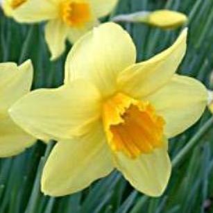 Narcissus 'Rustom Pasha' 2Y-O