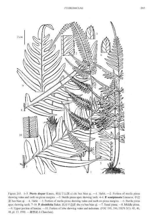 Type - The Brakes (Pteris) Page 1 of 2
