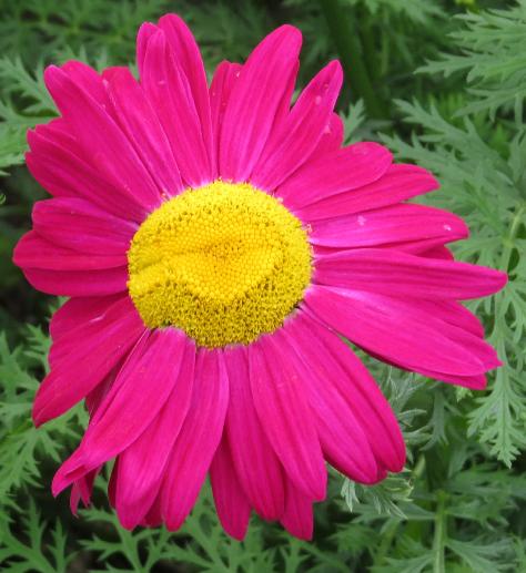 Pyrethrum roseum 'Duro'
