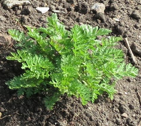 Pyrethrum roseum 'Duro'