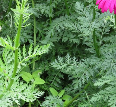 Pyrethrum roseum 'Duro'