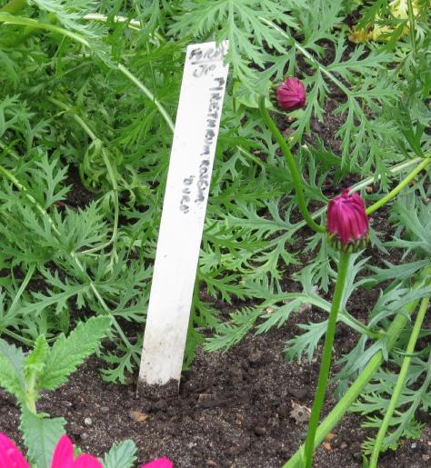 Pyrethrum roseum 'Duro'