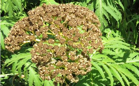Achillea grandifolia