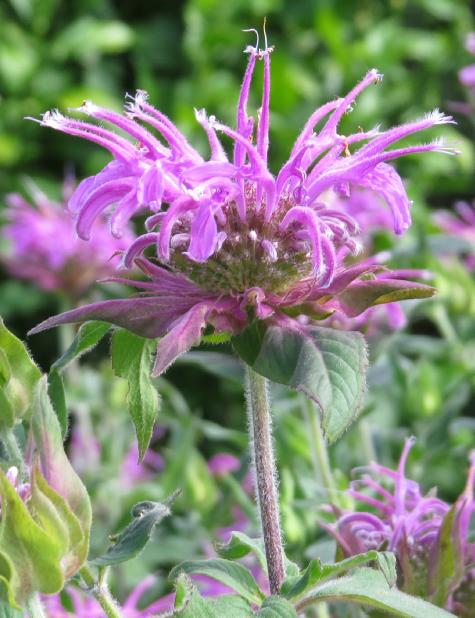 Monarda 'Violet Queen'