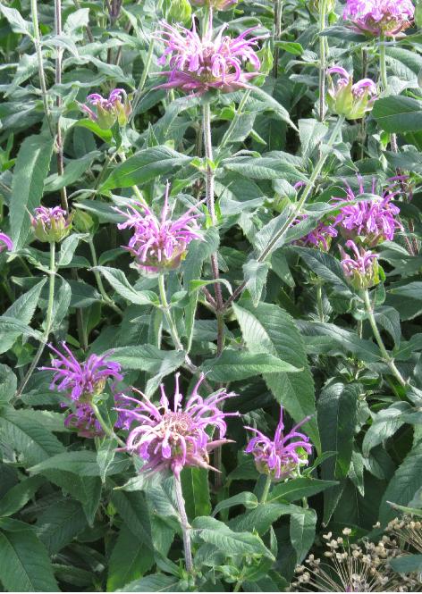 Monarda 'Violet Queen'