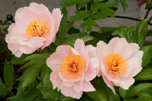 Paeonia 'Age of Victoria' - Hybrid Herbaceous
