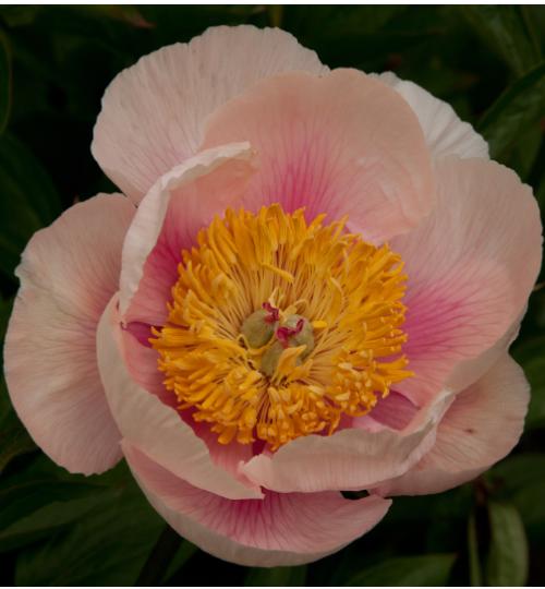 Paeonia 'Athena' - Hybrid Herbaceous
