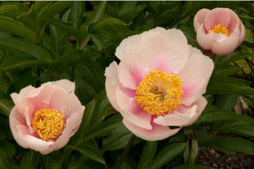 Paeonia 'Athena' - Hybrid Herbaceous