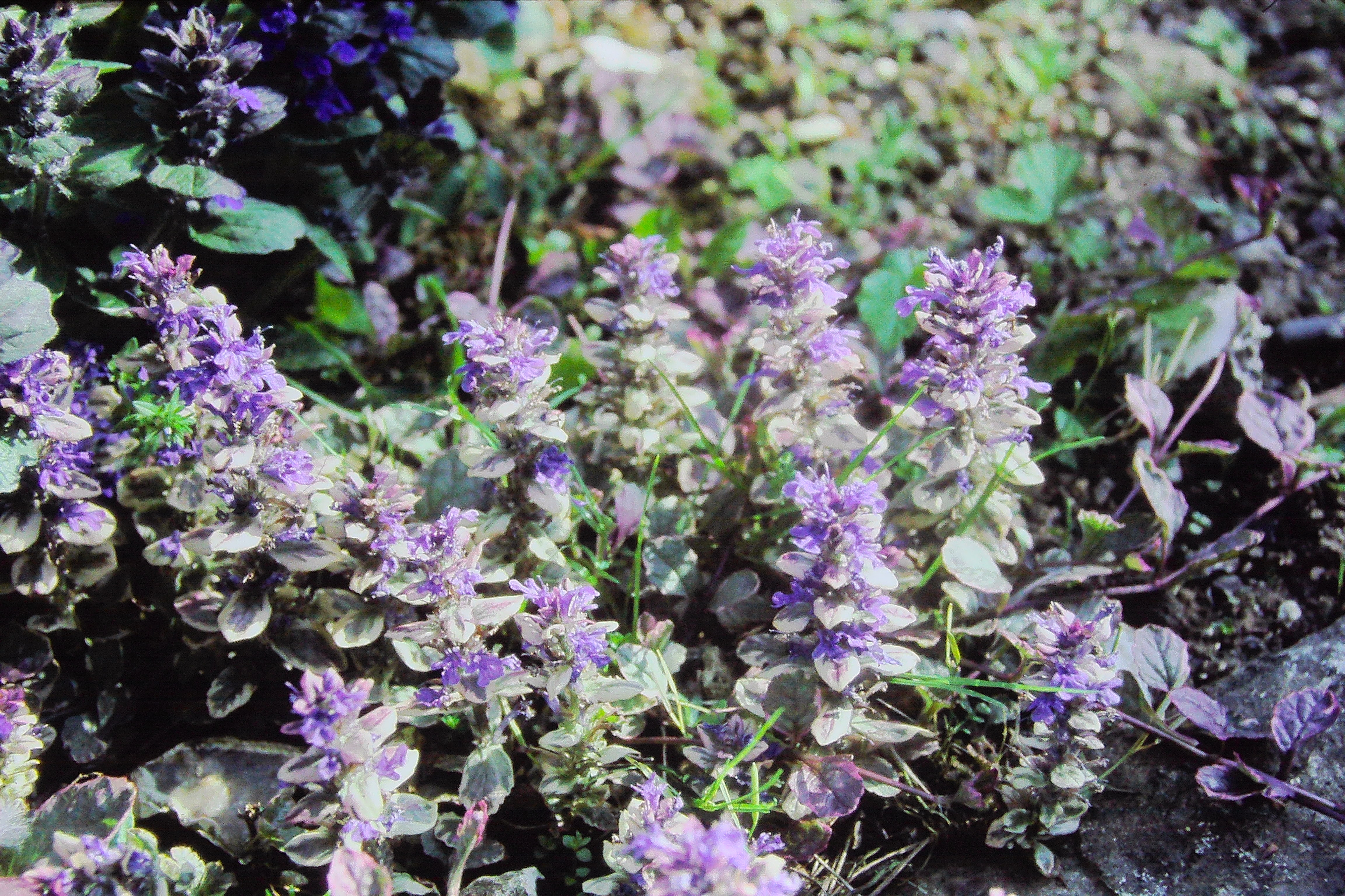 Foord Garden Flowers Page 7 of 13