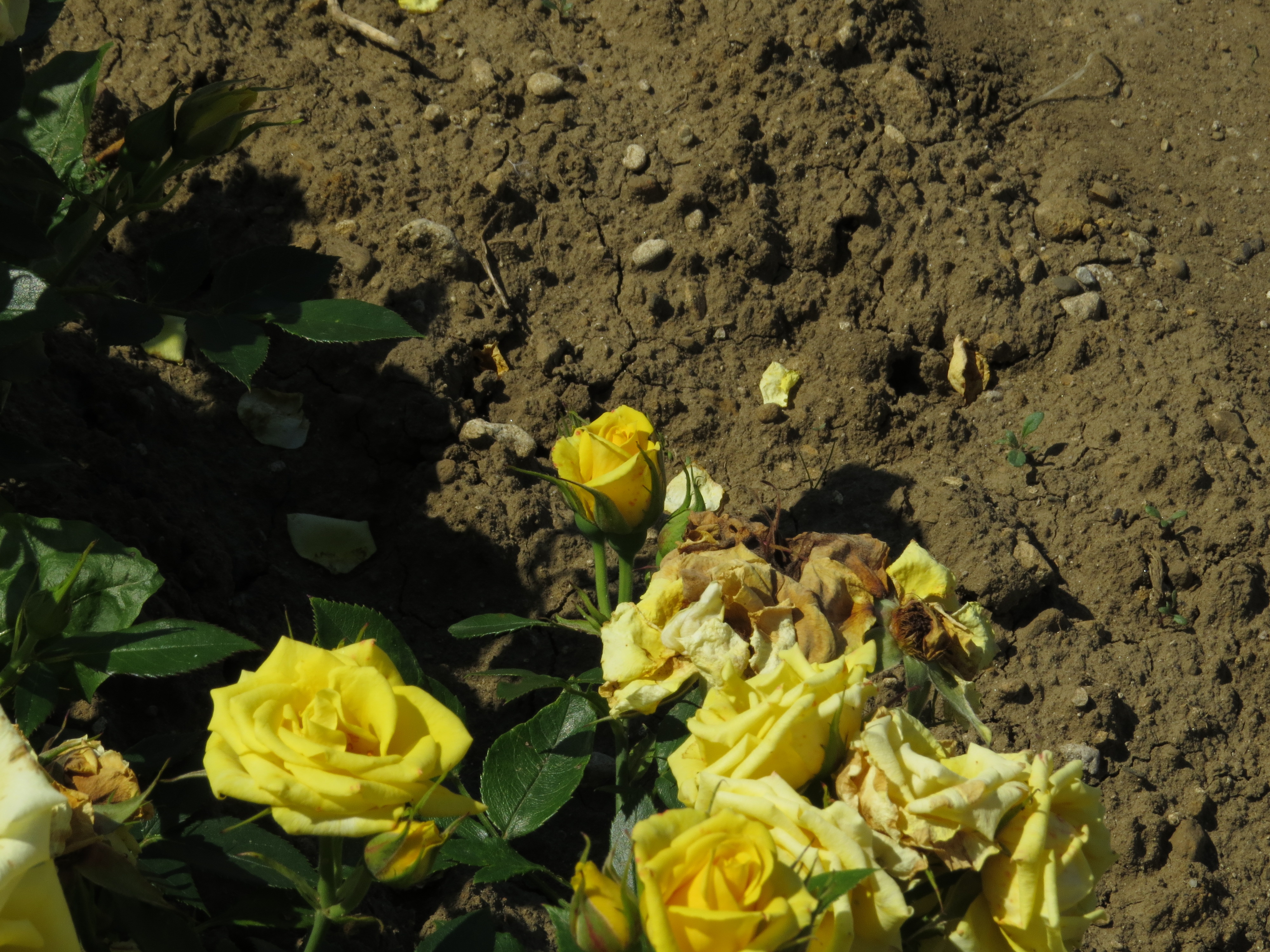 RV Roger Roses 2 Page B18 of 26