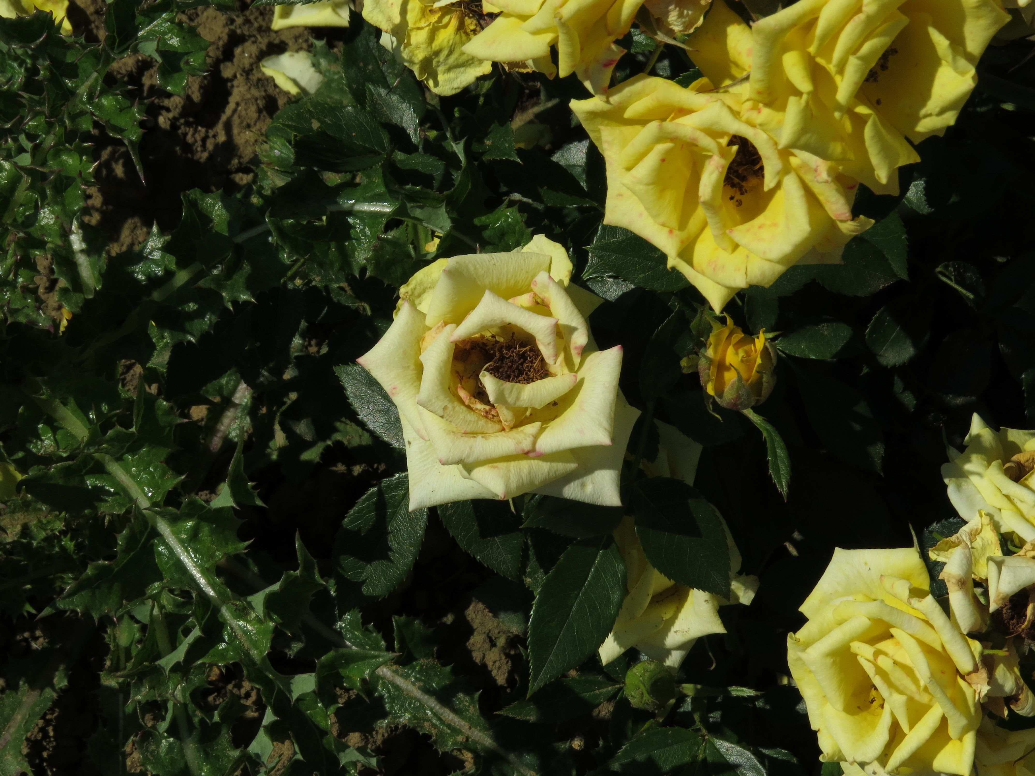 RV Roger Roses 2 Page B18 of 26