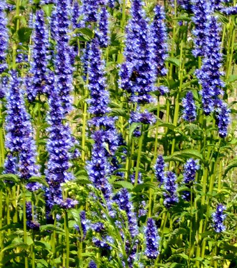 Agastache 'Black Adder'