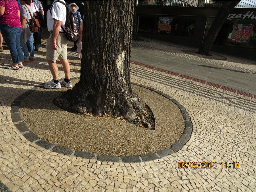 Current Permeable Pavement Surface round trees in pavements in Funchal ...