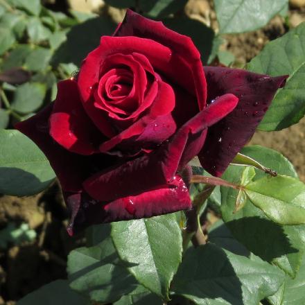 Modern Roses: 4 Large-Flowered (Shrub) - 'Deep Secret'