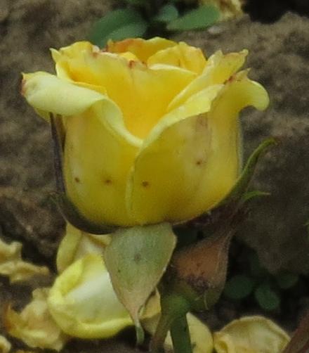 Modern Roses: 5 Cluster-Flowered (Shrub) - 'Goldilocks'