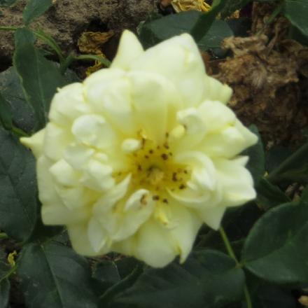 Modern Roses: 5 Cluster-Flowered (Shrub) - 'Goldilocks'