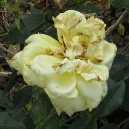 Modern Roses: 5 Cluster-Flowered (Shrub) - 'Goldilocks'