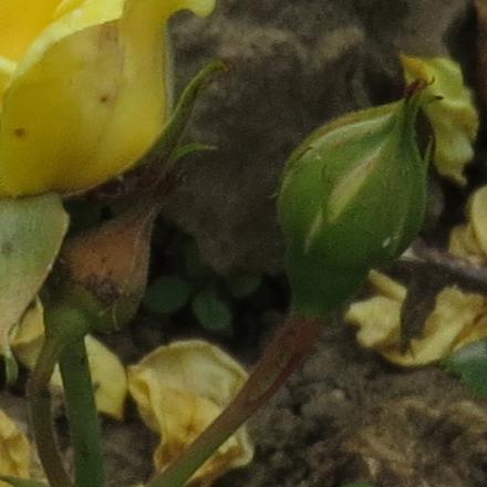 Modern Roses: 5 Cluster-Flowered (Shrub) - 'Goldilocks'
