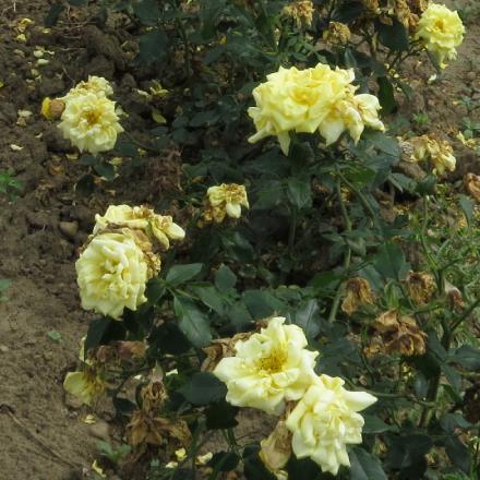 Modern Roses: 5 Cluster-Flowered (Shrub) - 'Goldilocks'