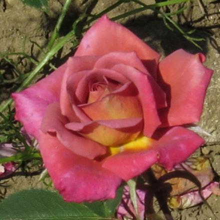 Modern Roses: 8 Miniature Bush - 'Incognito'