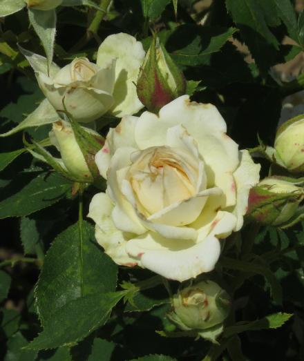 Modern Roses: 8 Miniature Bush - 'Irresistible'