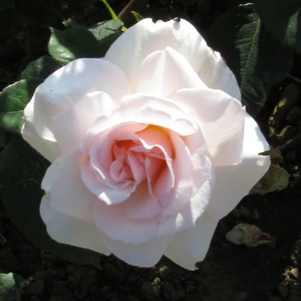 Modern Roses: 4 Large-Flowered (Shrub) - 'Lady Sylvia'