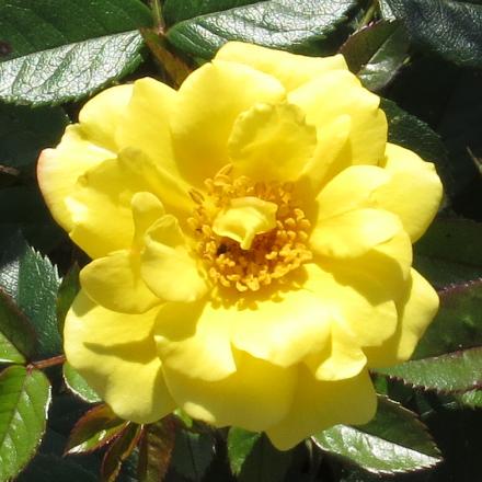 Modern Roses: 13 Large-Flowered Climber Recurrent - 'Laura Ford'