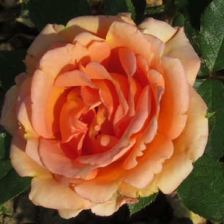 Modern Roses: 8 Miniature Bush - 'Michel Cholet'