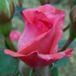 Modern Roses: 8 Miniature Bush - 'Pierrine'