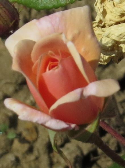 Old Garden Roses: 23 China (Shrub) - 'Perle d'Or'