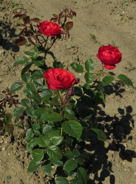 Modern Roses: 5 Cluster-Flowered (Shrub) - 'Rachel Kathleen'