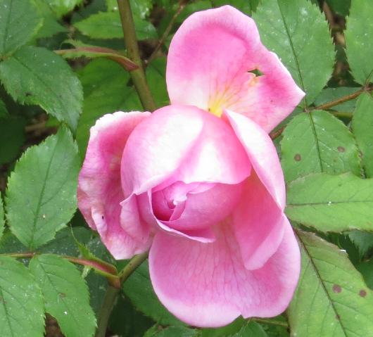 Rosa 'Alan Titchmarsh' (AUSjive 2005) - Class 19a