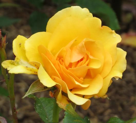 Rosa 'Amber Queen' (HARroony 1984) - Class 5