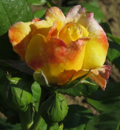 Rosa 'Chinatown' - Class 5