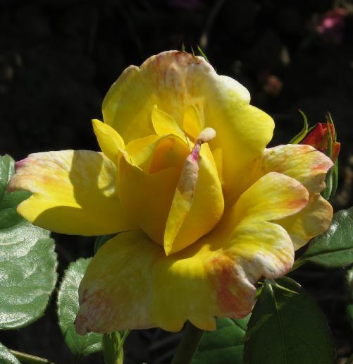 Rosa 'Chinatown' - Class 5