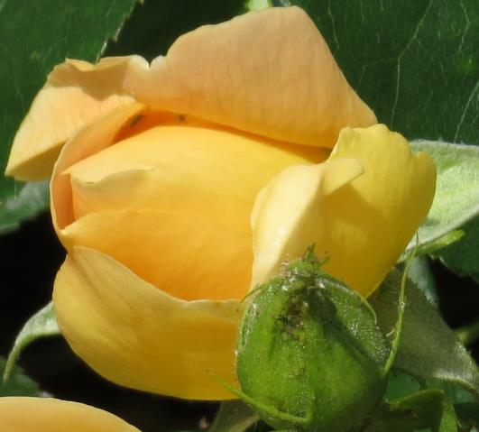 Rosa 'Comte de Champagne' - Class 19a