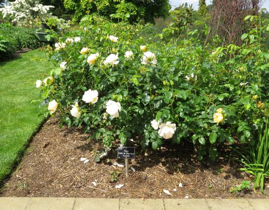 Rosa 'Comte de Champagne' - Class 19a
