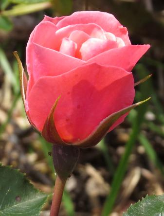 Rosa 'Fascination' (POUlmax) - Class 5