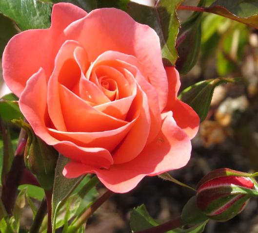 Rosa 'Fascination' (POUlmax) - Class 5