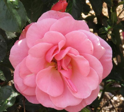 Rosa 'Fascination' (POUlmax) - Class 5