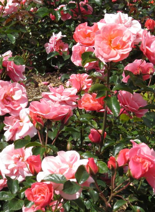 Rosa 'Fascination' (POUlmax) - Class 5