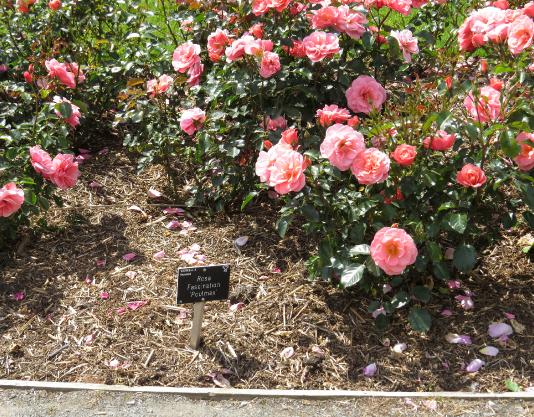 Rosa 'Fascination' (POUlmax) - Class 5