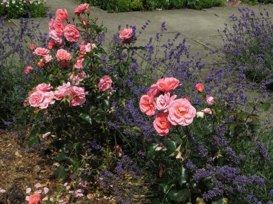 Rosa 'Fascination' (POUlmax) - Class 5